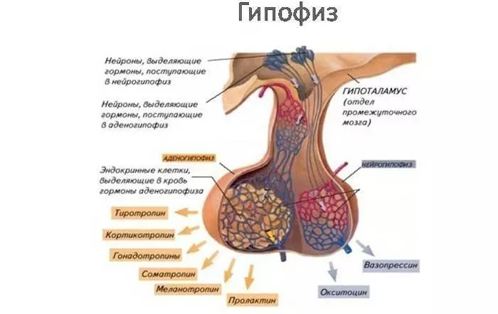 Гипофиз бизенең төзелеше