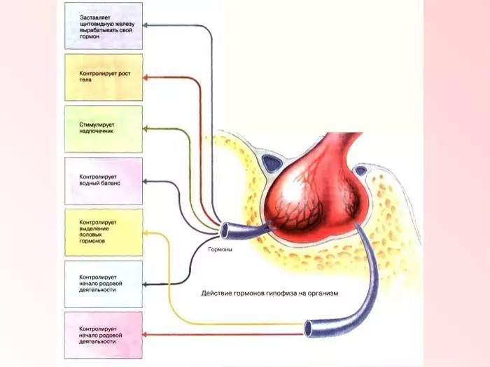 පිටියුටරි ග්‍රන්ථියේ හෝමෝන