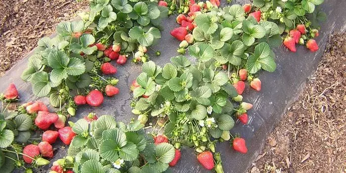 Strawberry akwa ke abụọ ahịrị