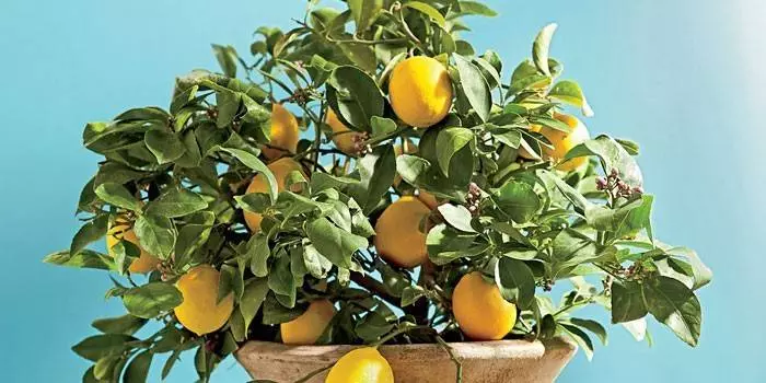 Lemon in a pot