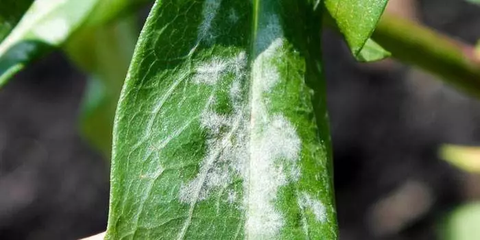 Mealybug on a lemon leaf