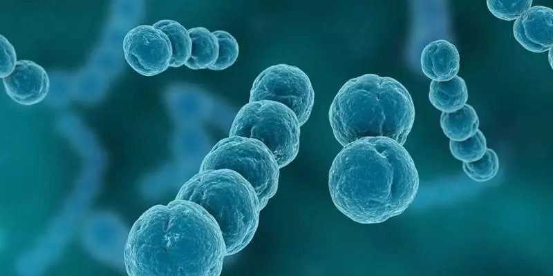 Streptococcus viridans Bakterien