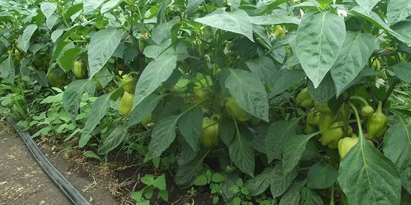 Pepper sa mga greenhouse