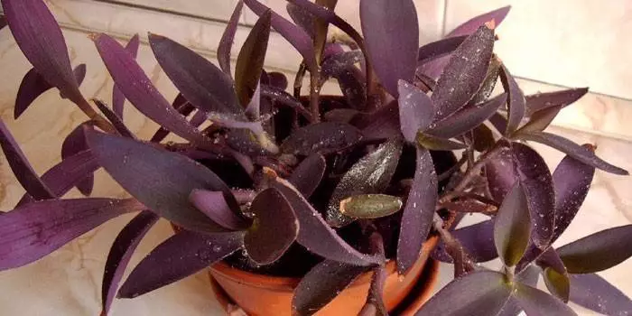 Tradescantia purple
