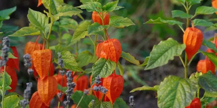 Rostlina Physalis