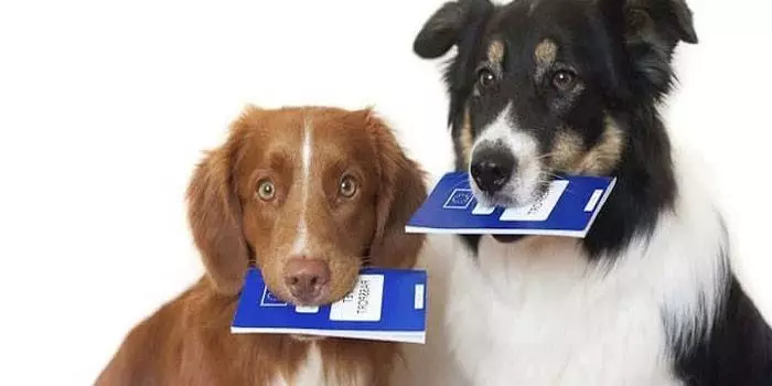 Cachorros com passaporte nos dentes