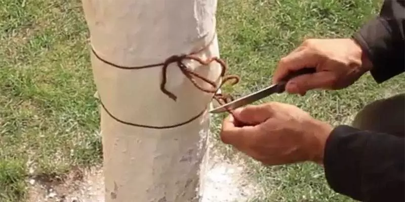 Cinture da caccia alle formiche