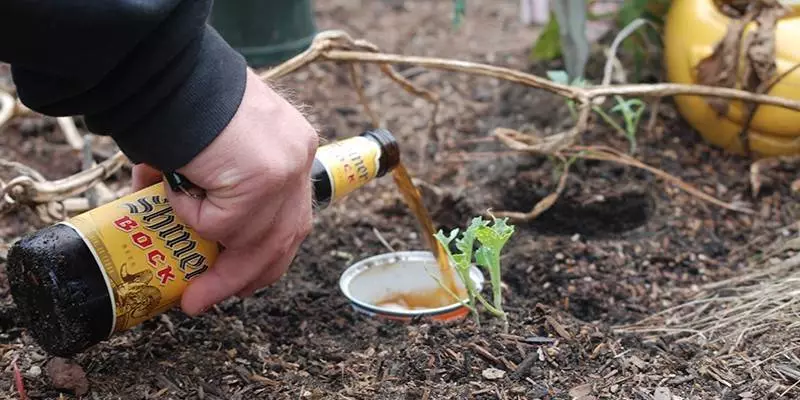 Acide borique et piège à bière