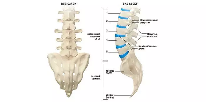 Pelbis segmentuaren eta bizkarrezurraren anatomia