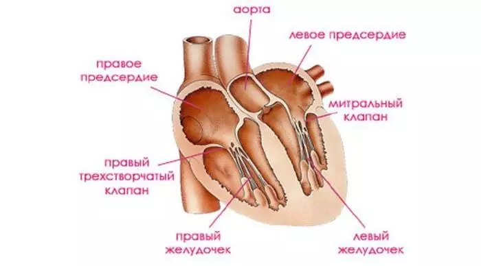 मानव हृदय को संरचना