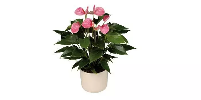 Plant Anthurium