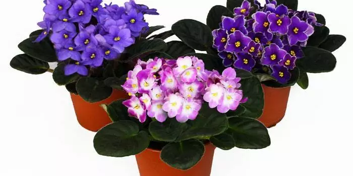 Violets nyob rau hauv pots