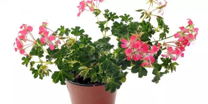 Bloeiende geranium