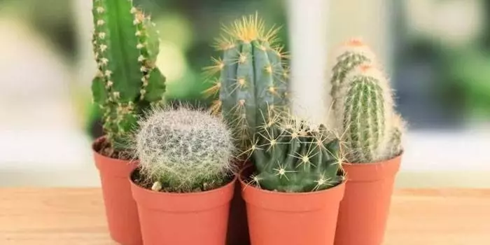 Cactus