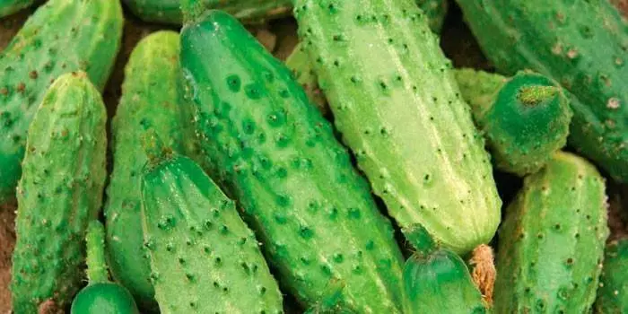 Early cucumbers Rodnichok