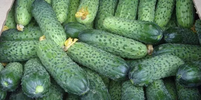 Cucumbers fada-torthúla Prestige
