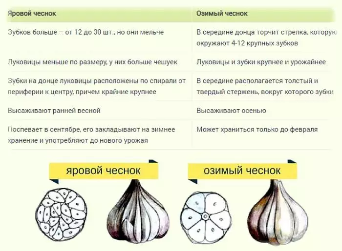 Udaberriko eta neguko baratxurien arteko aldea