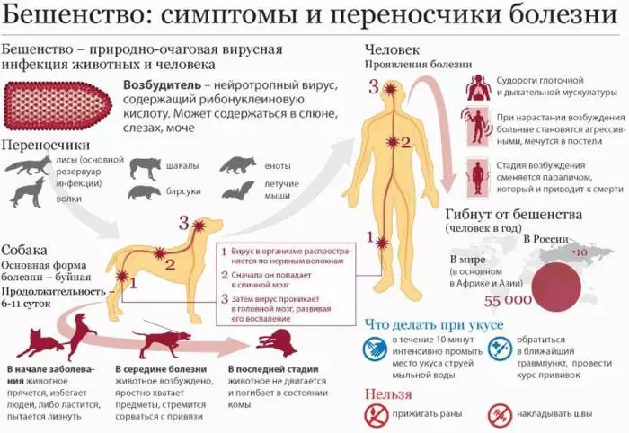 أعراض داء الكلب وناقلات المرض