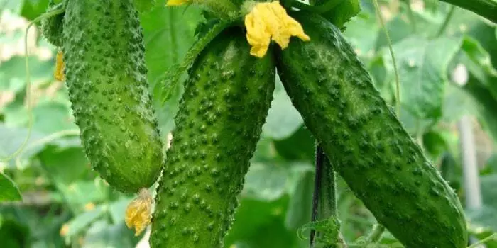 Cucumbers in the garden