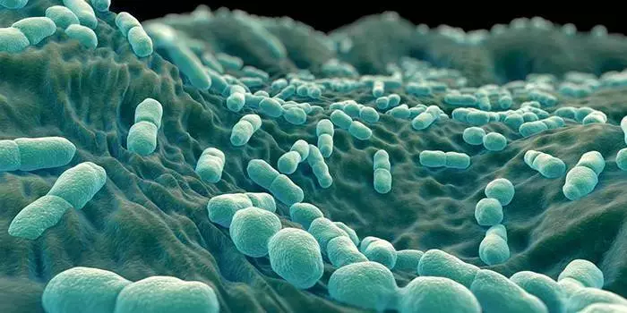 Bacteria Listeria monocytogenes o dan ficrosgop