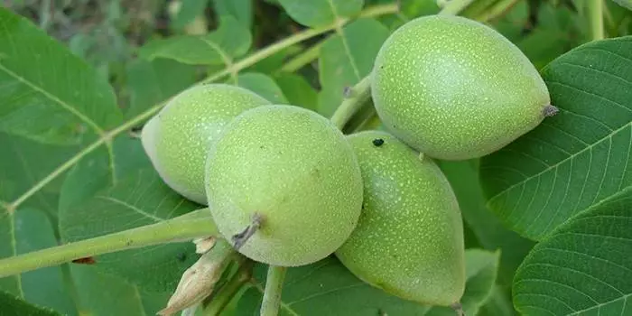 Frutos secos novos, da casca dos que se prepara a tintura para o cabelo