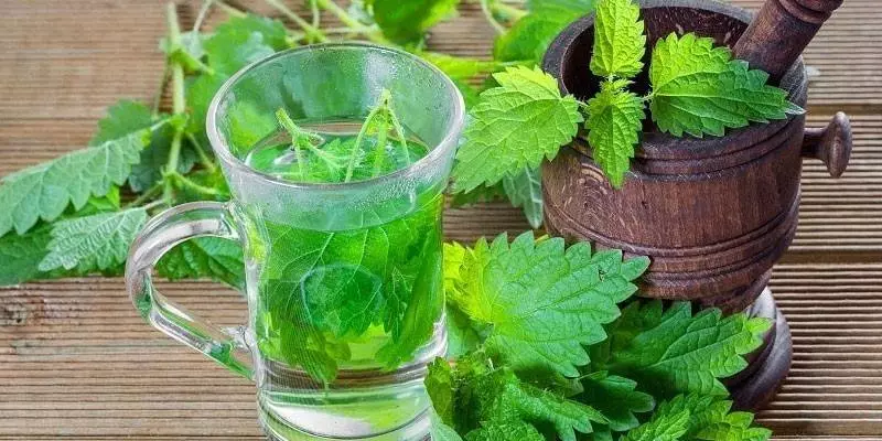 Nettle infusion