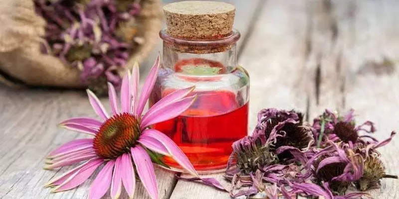 Echinacea infusion