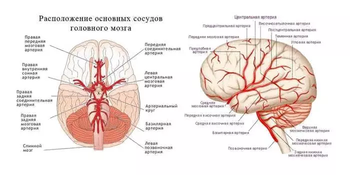 Мидың негізгі тамырларының орналасуы