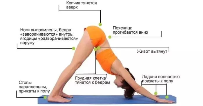 Malsuprendirekta hundo asana