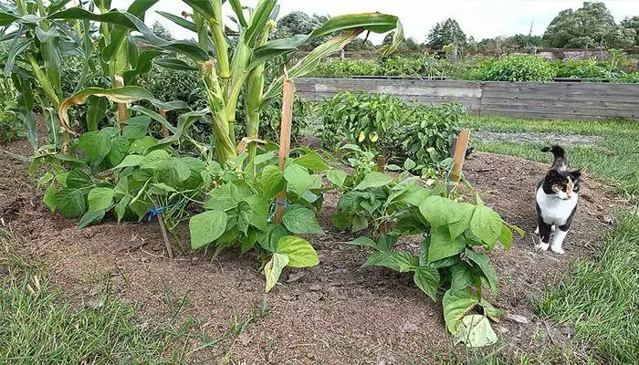 দেশে অলস সবজি বাগান