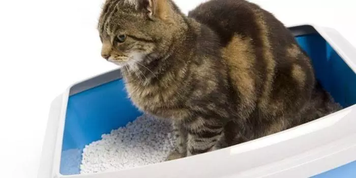 Kočka v zásobníku