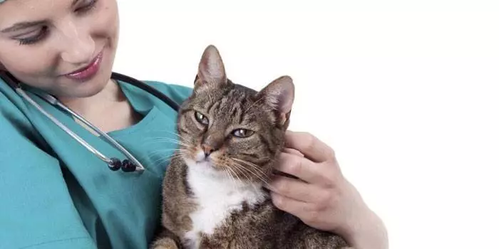 Γάτα και κτηνίατρος