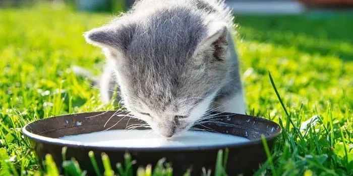 Kitten drinking milk