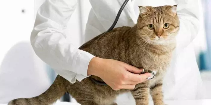 Cat and veterinarian