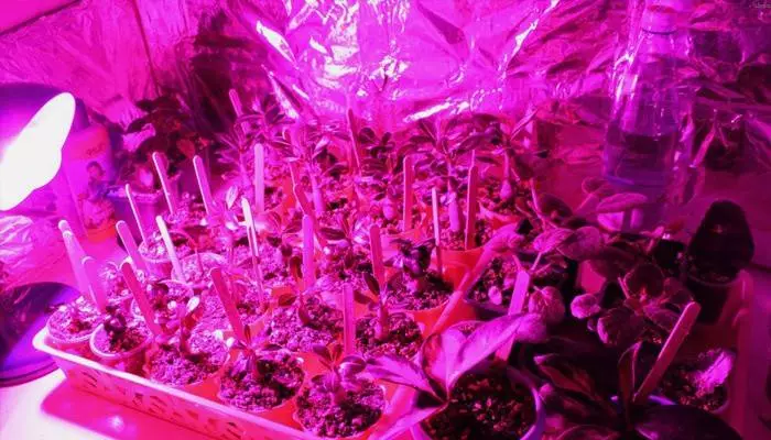 Supplementary lighting of seedlings