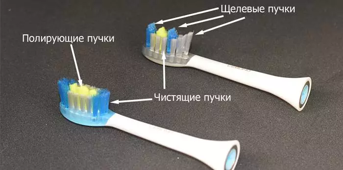 Функції пучків щетини