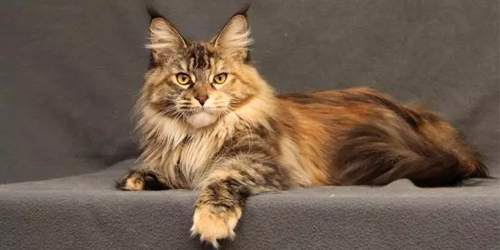 Maine Coon kaķis