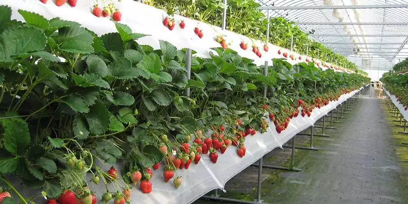 Aardbeien in de schappen