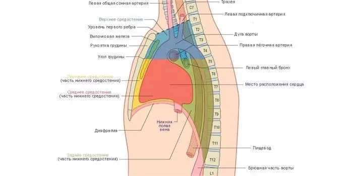 Bovenste en onderste mediastinum