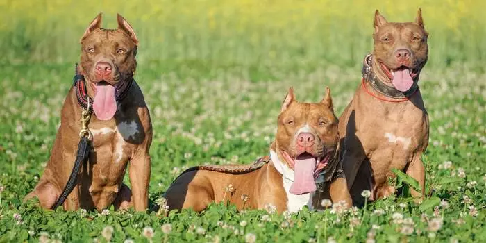 Amerikanesch Pit Bulls