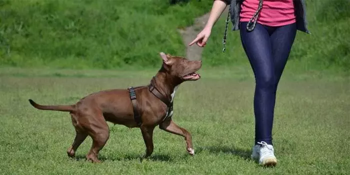 E Meedchen deen en Hond trainéiert