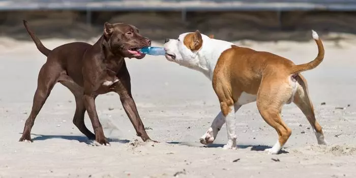 動物が遊ぶ