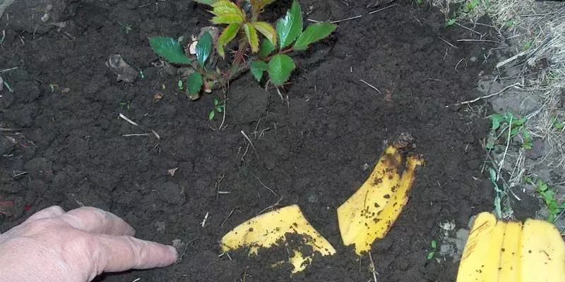 Gjødsling av blomster med bananskall