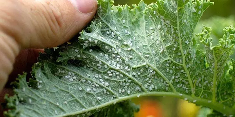 Aphids дар барге