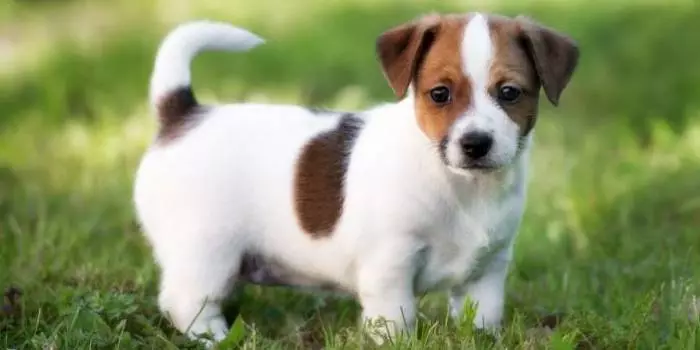 Cachorro de Jack Russell Terrier