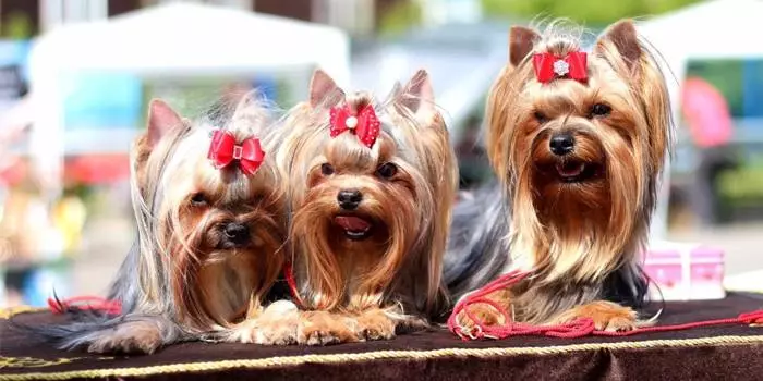 Mostrar Yorkshire Terriers