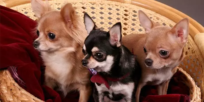 Chihuahua ခွေးများ