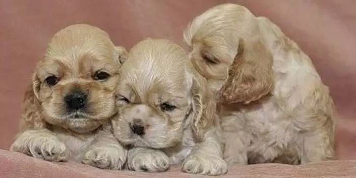 Anak anjing cocker spaniel Amerika