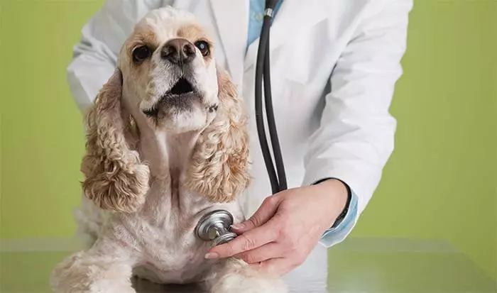 Anjing di doktor haiwan