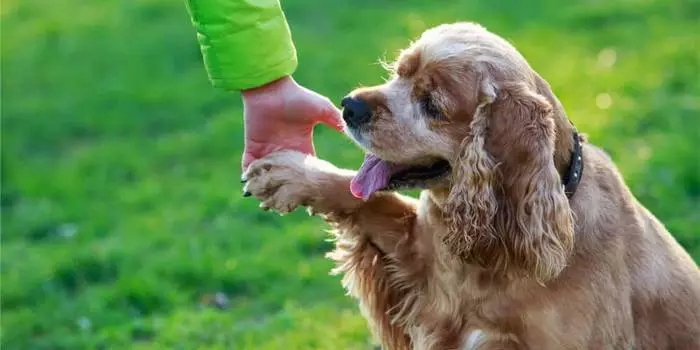 Cocker Spaniel dilatih